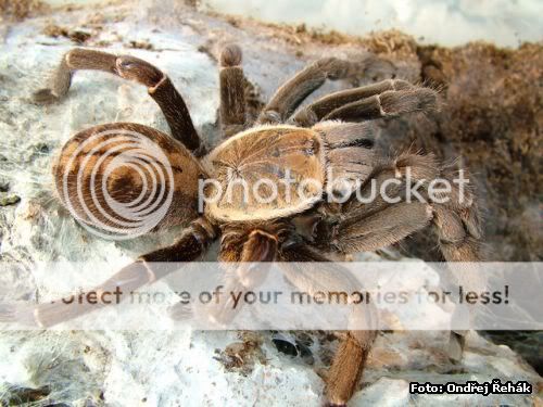 the most wanted spider | Reptile Forums