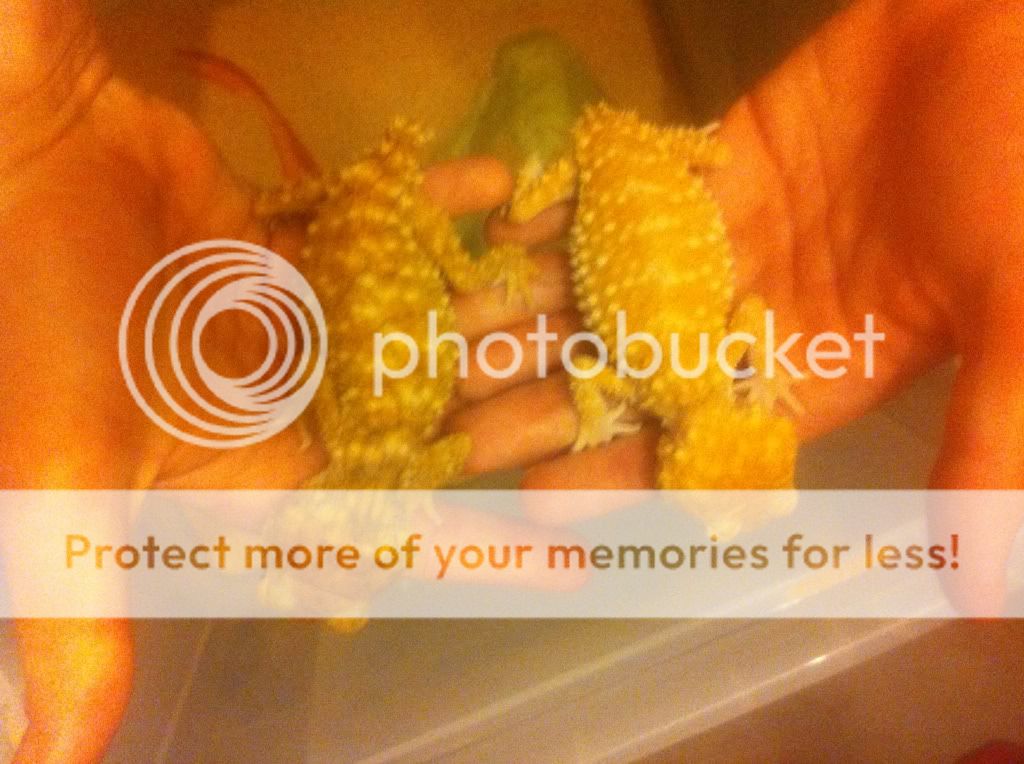 Comparison between HYPO and normal nephrurus amyae | Reptile Forums