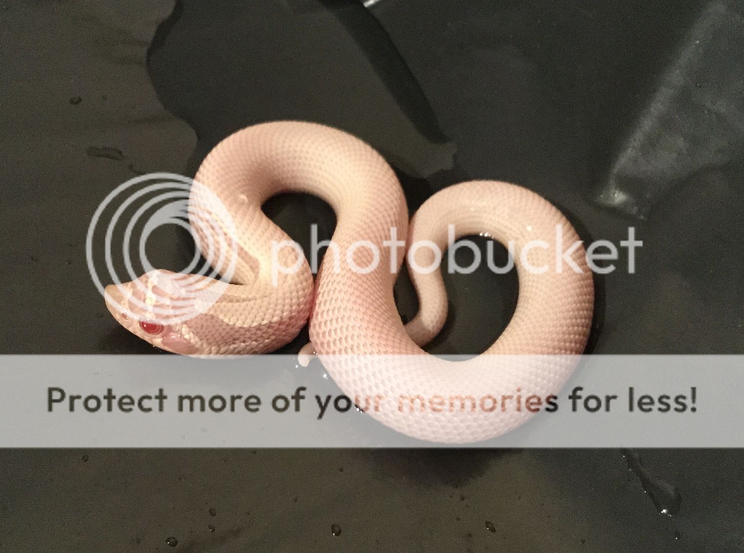 Hognose Thread | Page 128 | Reptile Forums